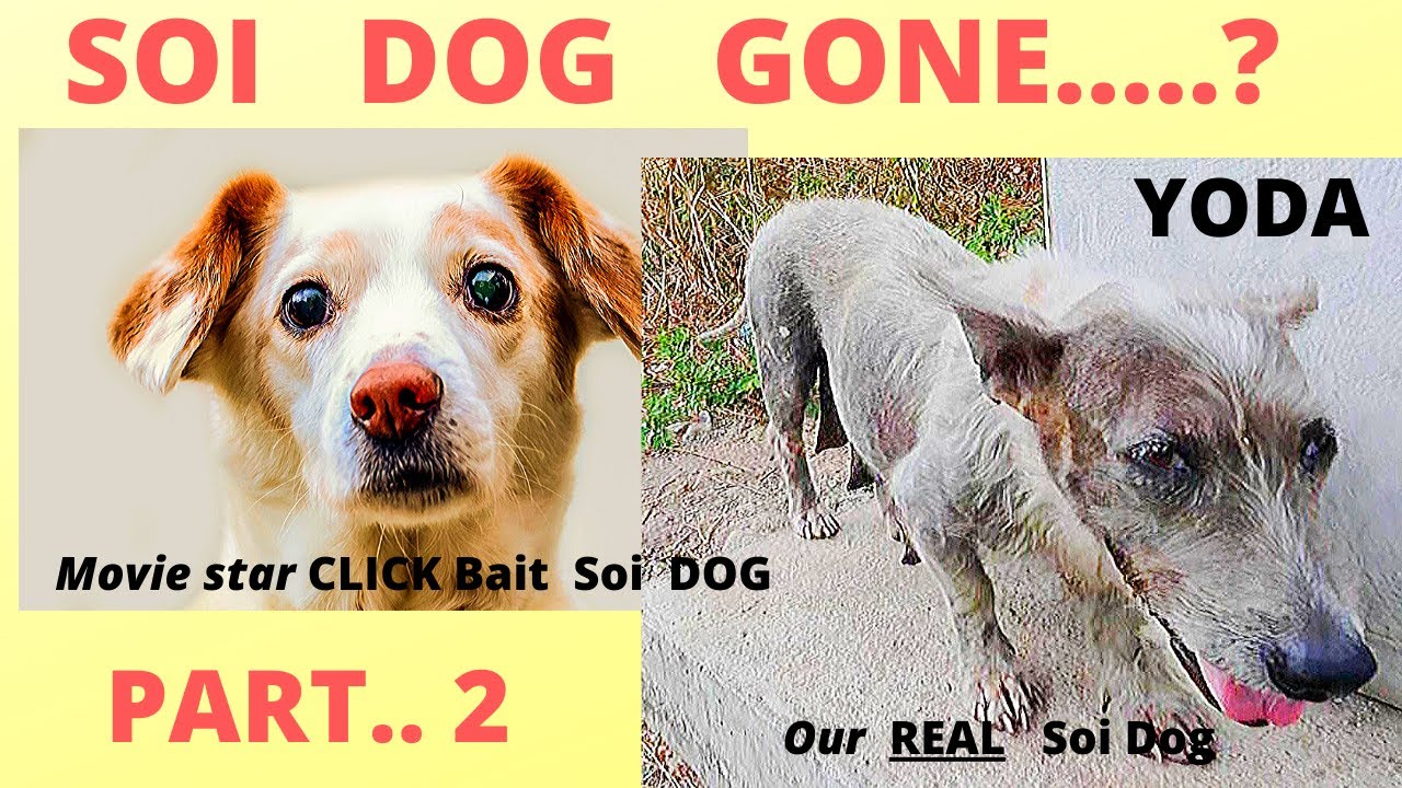 Soi Dogs Thailand, -PART 2- , Soi dog has pups in the Jungle! Thailand ...