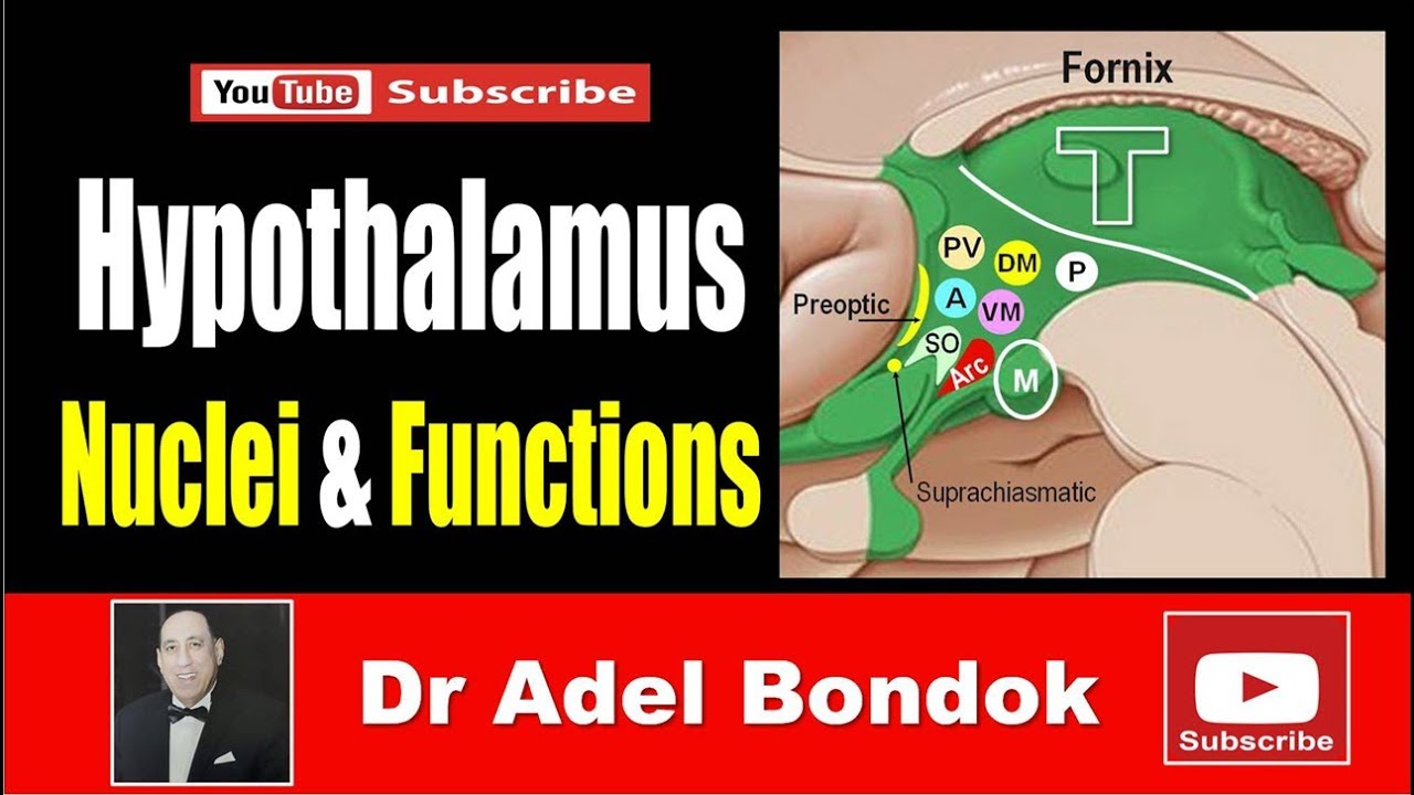 The Hypothalamus, Nuclei and Functions, Dr Adel Bondok Making Anatomy ...