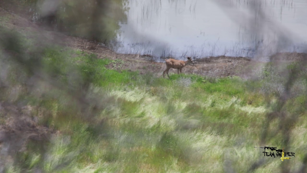 California Wild Pig Hunt 2019 - YouTube