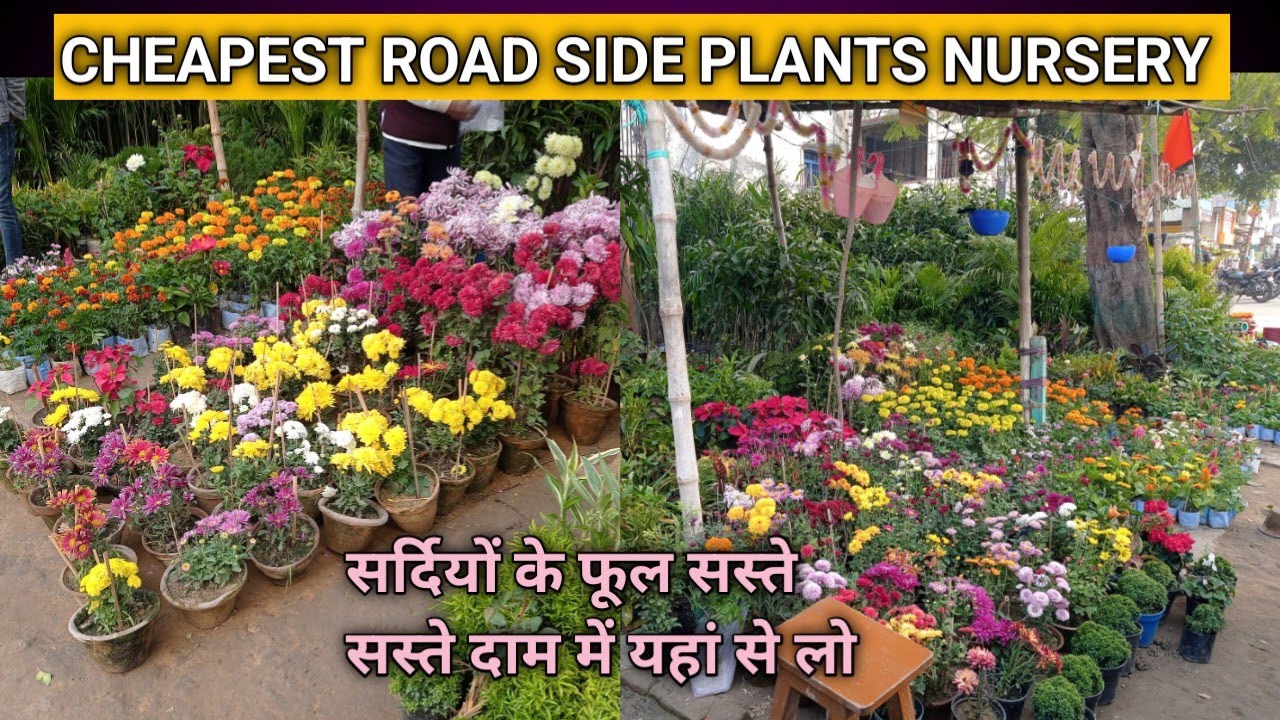 Cheapest Road side Plants Nursary in Azamgarh 🌿 Best Flowers Plants ...