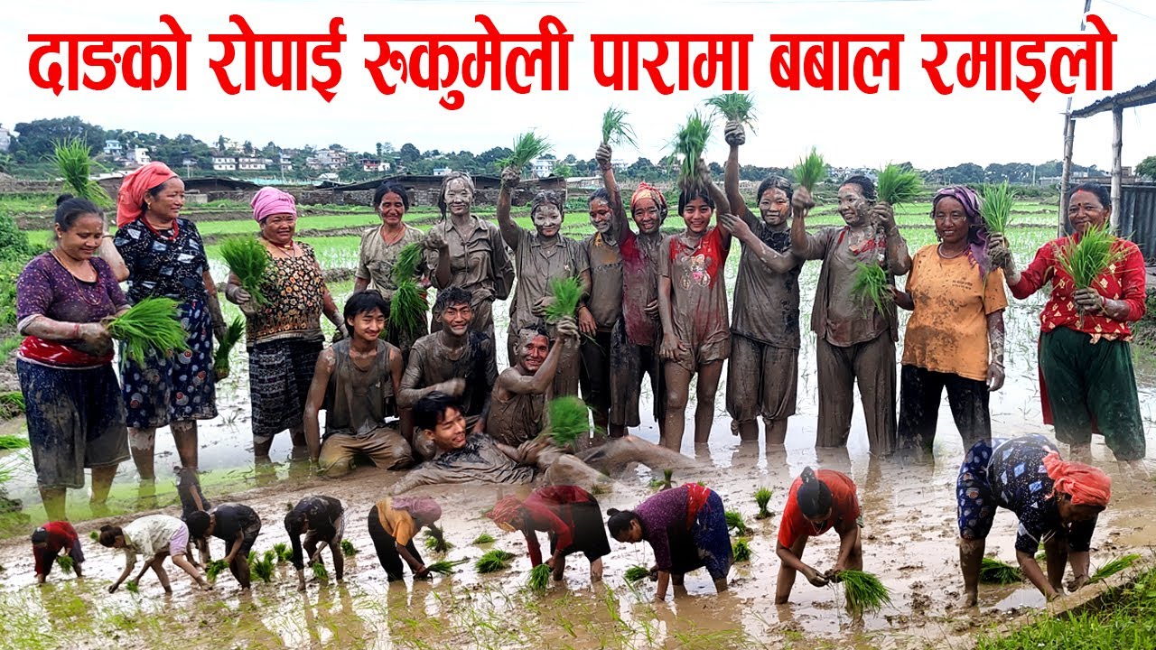 Dhan Ropai Rukmeli Parama Babal Ramailo Gardai II धान रोपाई II Ropai In ...