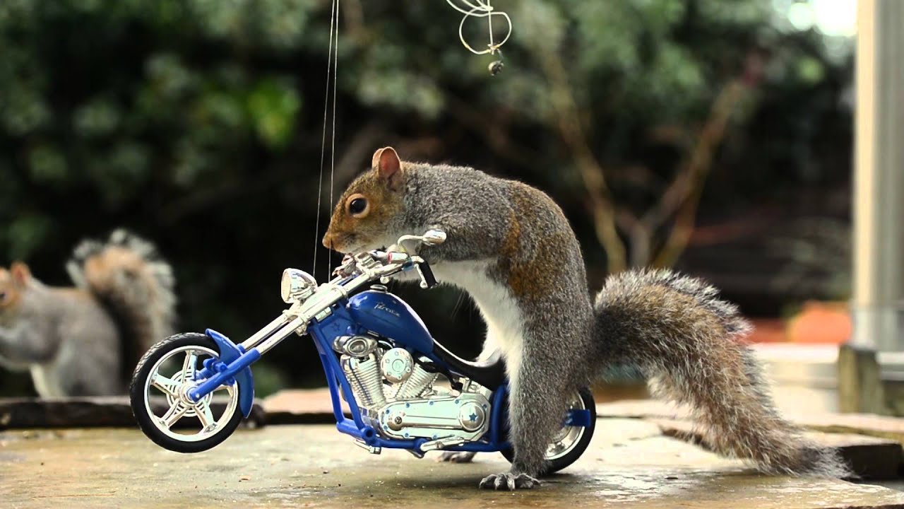 Ace of Squirrels - YouTube