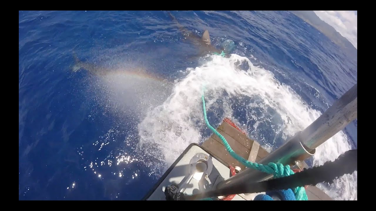 Oahu x Maui Adventure GoPro 2015 Parasailing Shark Dolphin Snorkeling ...