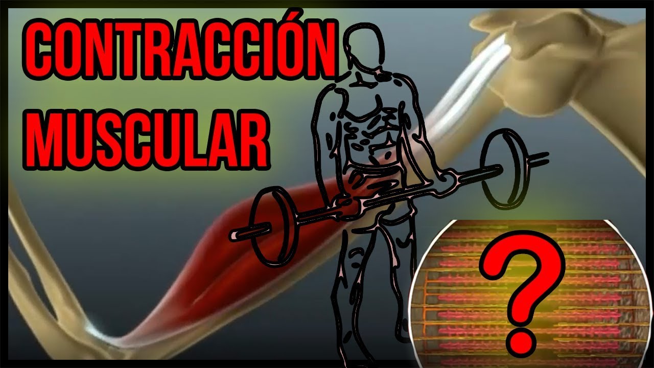 CONTRACCIÓN MUSCULAR en ESPAÑOL | Mecanismos y Proceso | EXPLICACIÓN ...