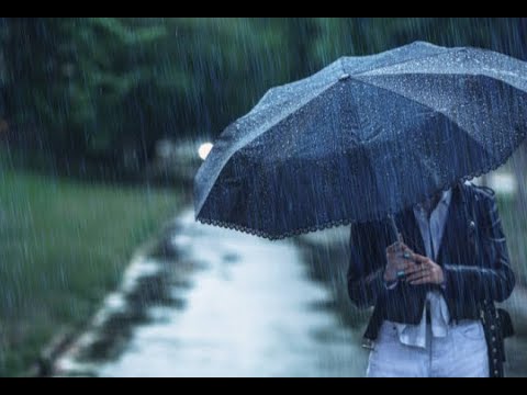 Relaxing Sound of Rain and Wind in Forest 1 Hour Rain Drops Falling ...