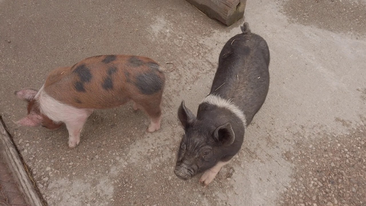 Wheeler Farm Visit - YouTube