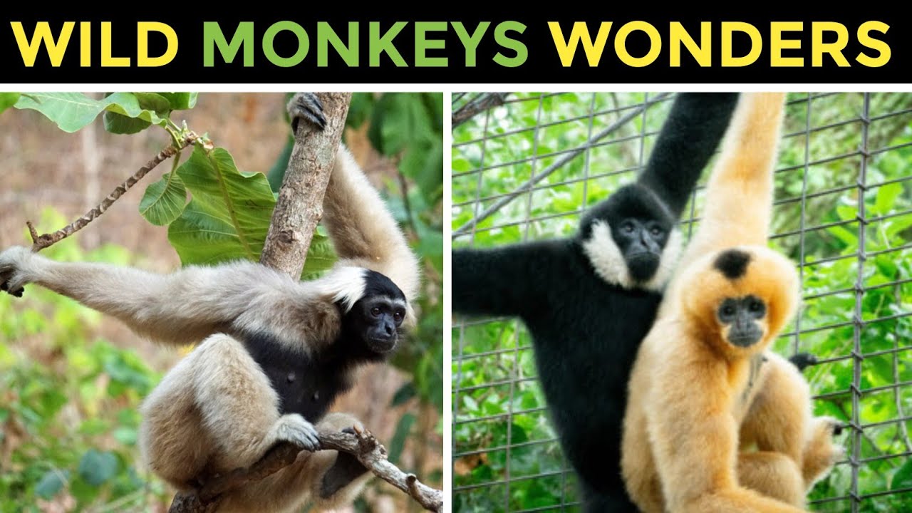 gibbon monkeys can sing like professionals | factsintelugu | knowledge |explained in telugu ...