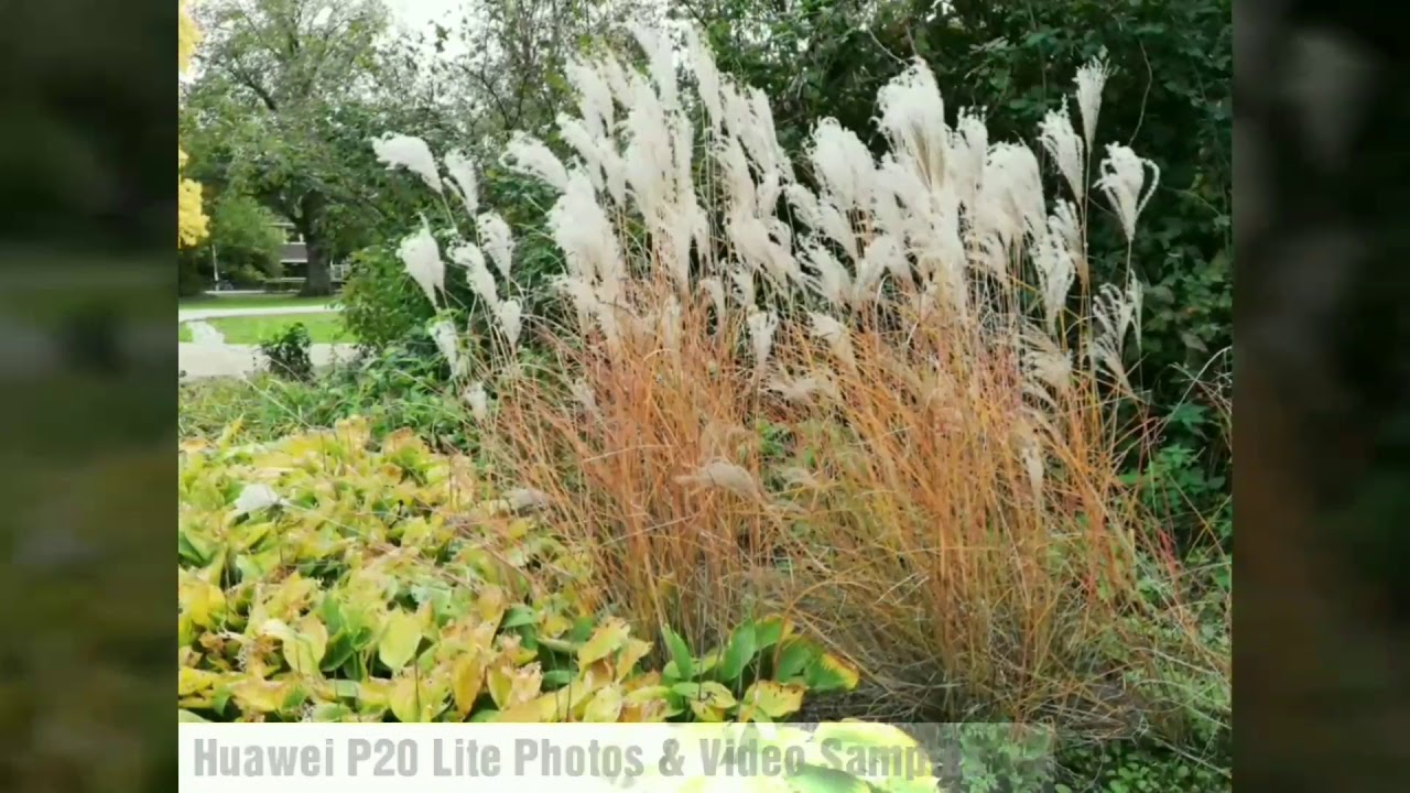 Photos & Video Samples From Huawei P20 Lite.