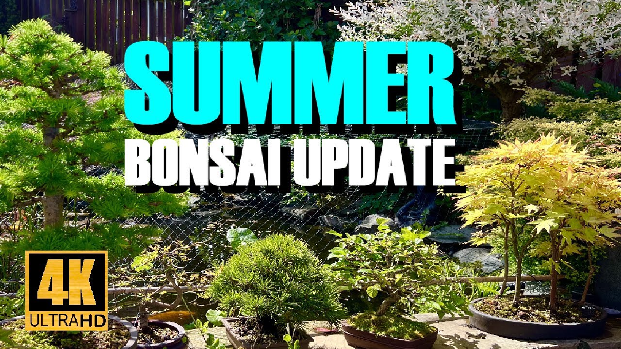 Summer Bonsai Project Update - YouTube