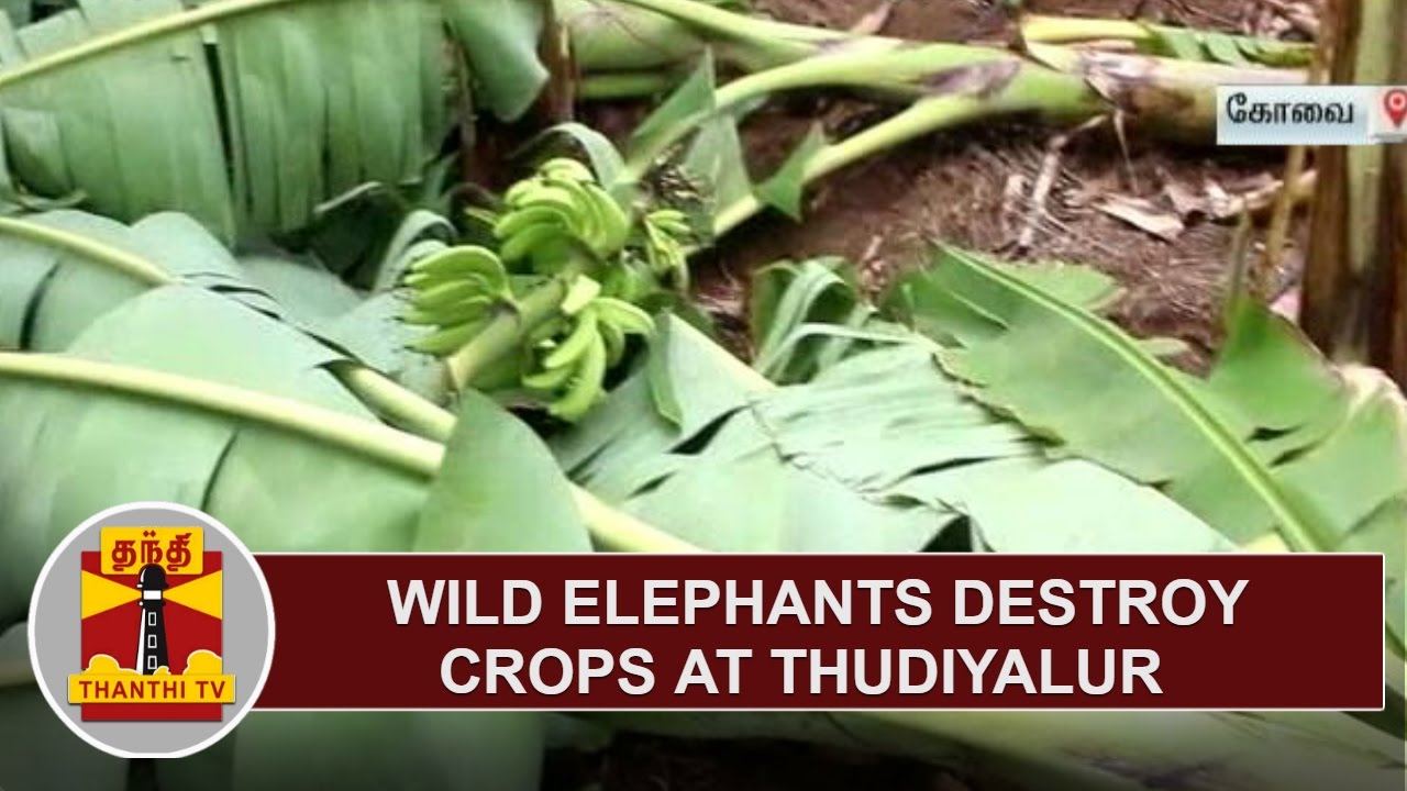 Wild Elephants destroy Crops at Thudiyalur, Coimbatore | Thanthi TV ...