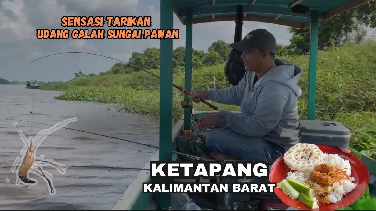 Mancing udang galah di sungai pawan kabupaten ketapang hasil nya langsung dimasak bumbu bawang ...