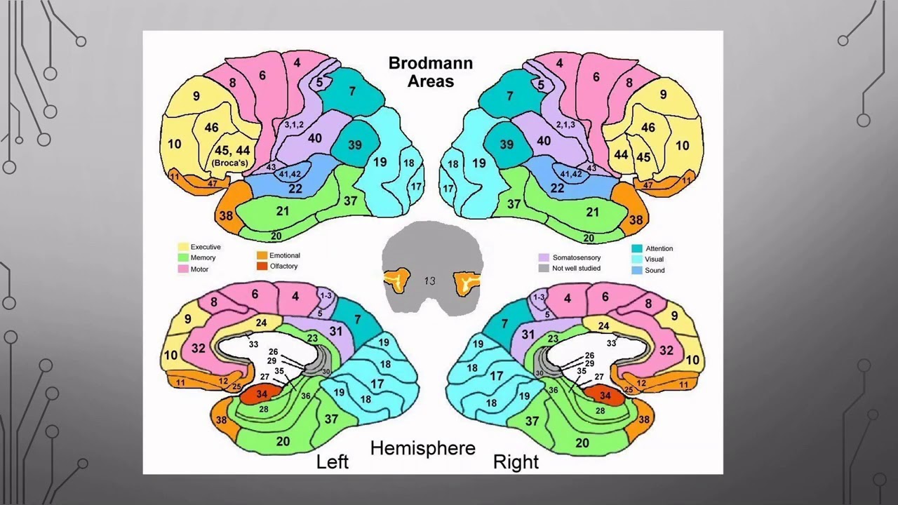 11 Brain Networks Pt1 - YouTube
