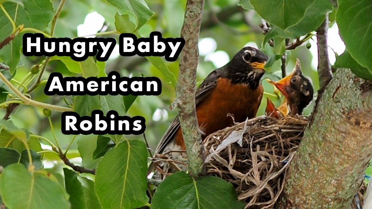 Baby American Robins Being Fed In Their Nest - Bird Calls and Sounds ...
