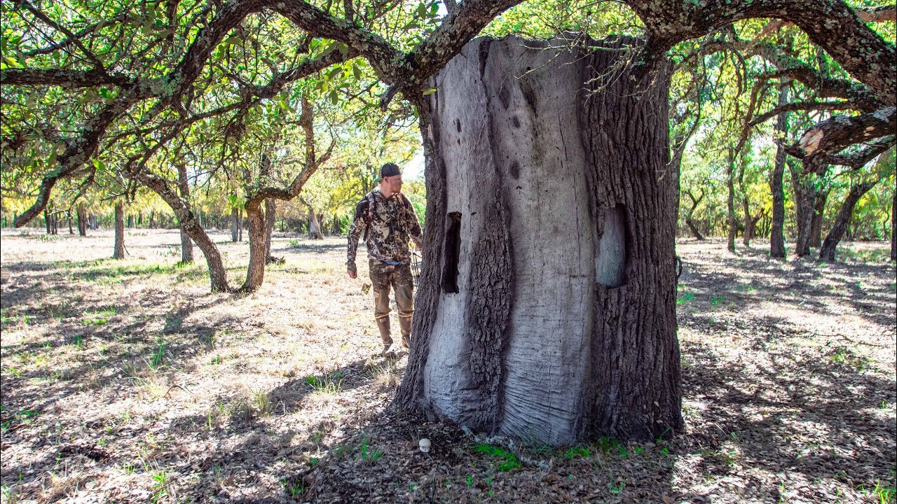 Deer Hunting from a GIANT TREE STUMP! - YouTube