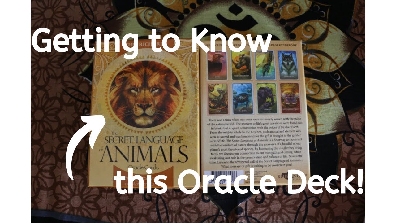 Secret Language of Animals Oracle Cards | Getting to Know - YouTube