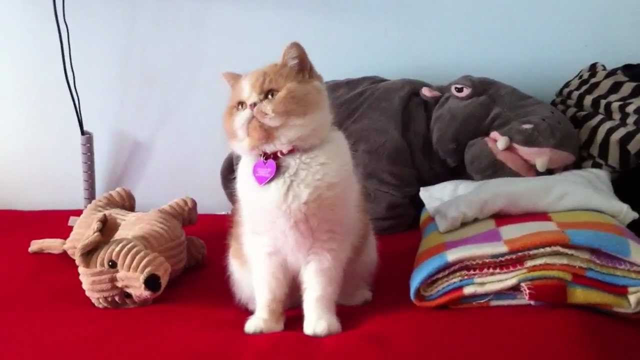 Barbara cat - YouTube