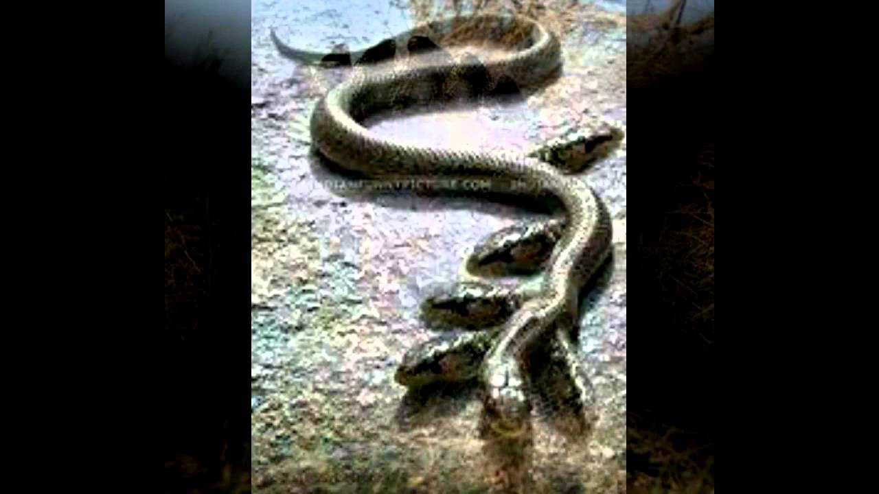 Sanks:real world's bigest snaks in seven fangs - YouTube