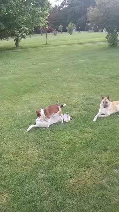 Omg dog RAPE - YouTube