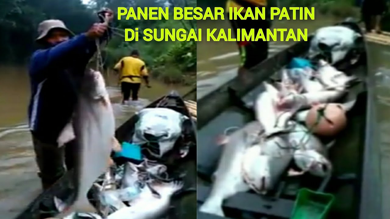PANEN BESAR - Pancing Rawai Ikan Patin di Sungai Kalimantan - YouTube