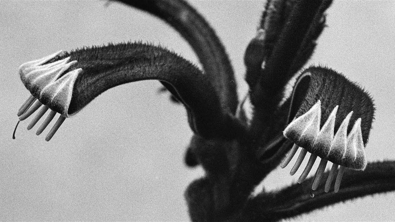 [Walk With Me] 2 macro frames on Pentax FA 645 120mm F4 - YouTube