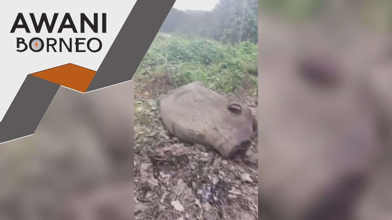 JHL Sabah sahkan penemuan bangkai gajah tanpa kepala dan kaki - YouTube