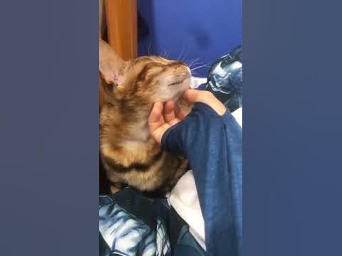 My cat really likes this lol #reccomended #cutecat #cute #shortsfeed #short #shortvideo #viral ...