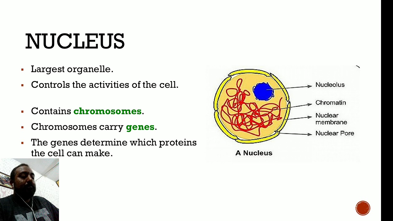 O Level Biology The Cell Part 1 - YouTube