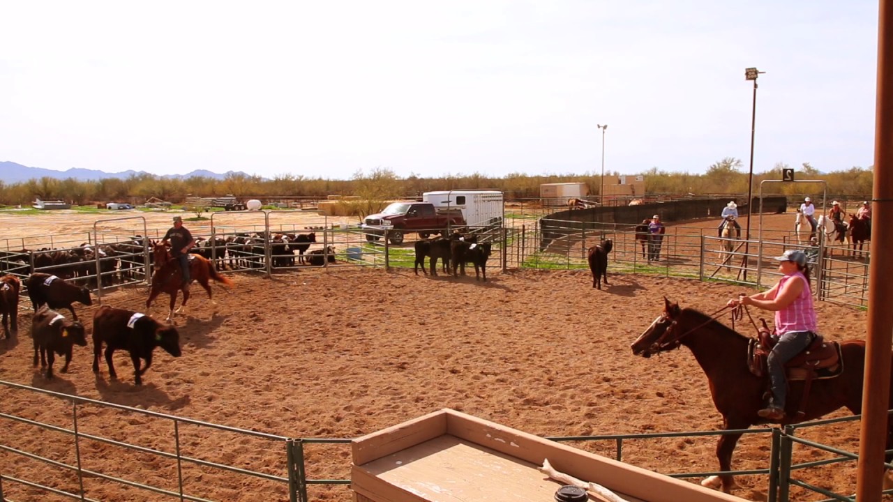 4D Arena Cow Sorting Reba Winner February 4 2017 - YouTube