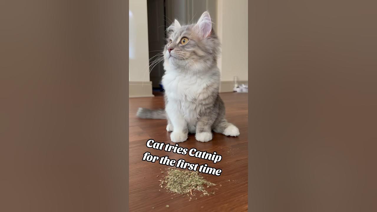 Kitten Vs Catnip #kitten #cat #siberiancat #siberiankitten - YouTube
