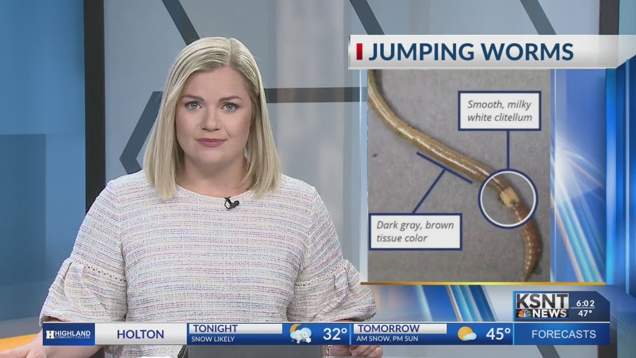 Invasive ‘jumping worms’ spreading through several US states, spotted ...