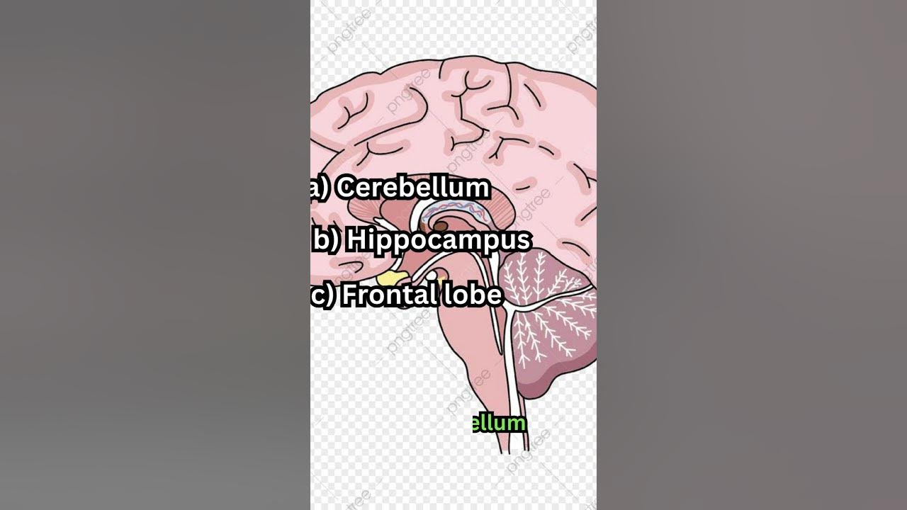 Which Part of the Brain Controls Balance? 🧠 Coordination Quiz Challenge ...