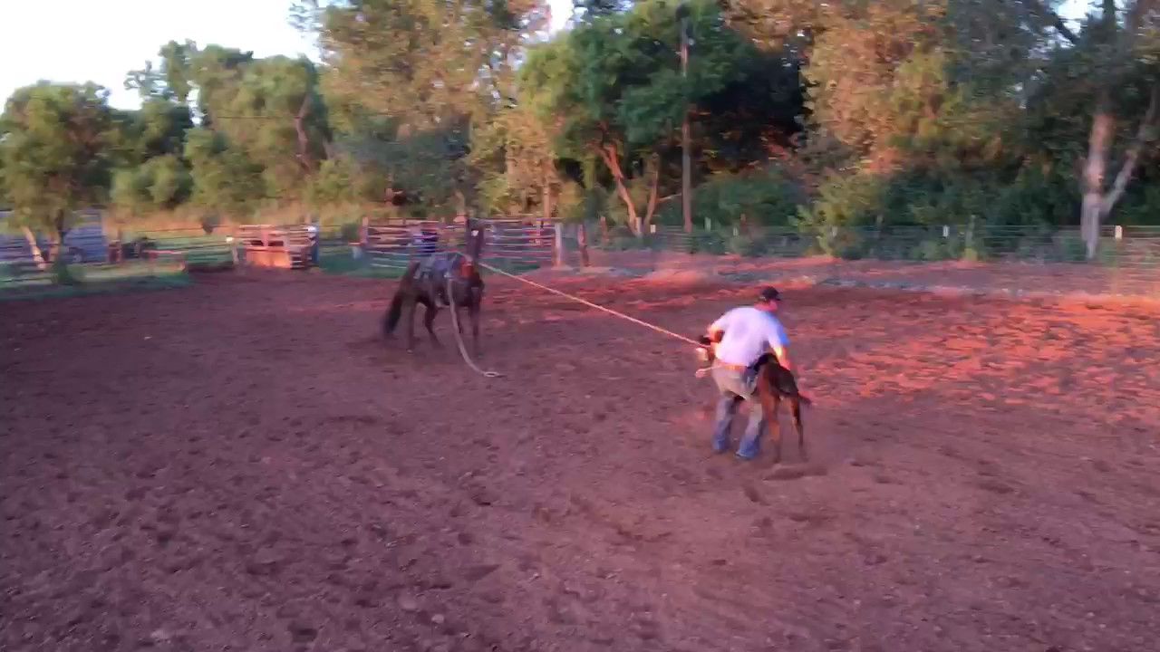 finished calf roping horse - YouTube