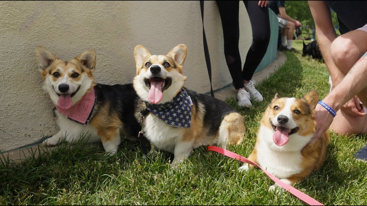 Corgis and Friends Take Over Denver 2021 - An Event By Paws All In The ...