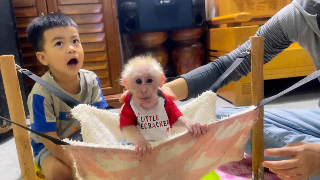 Super cute ! MiMi monkey cries for food when hungry - YouTube