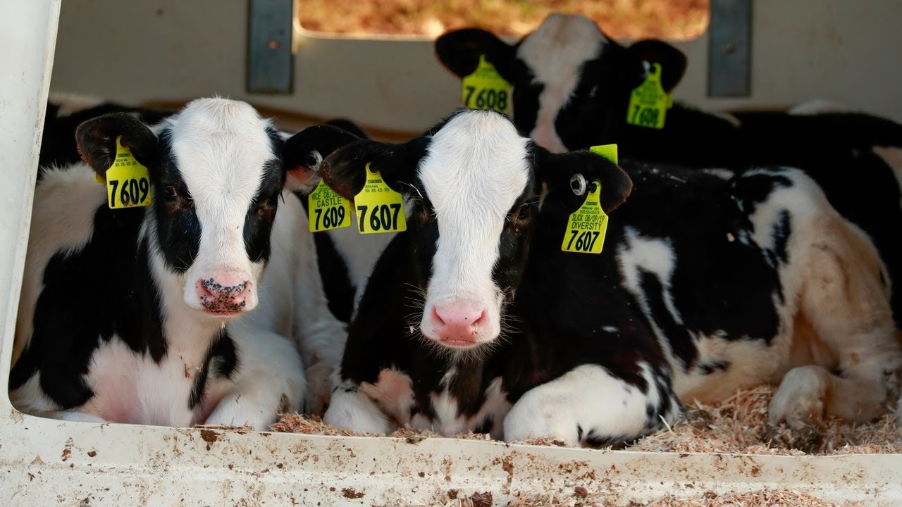 New dairy code of conduct is 'by farmers, for farmers': Agriculture ...