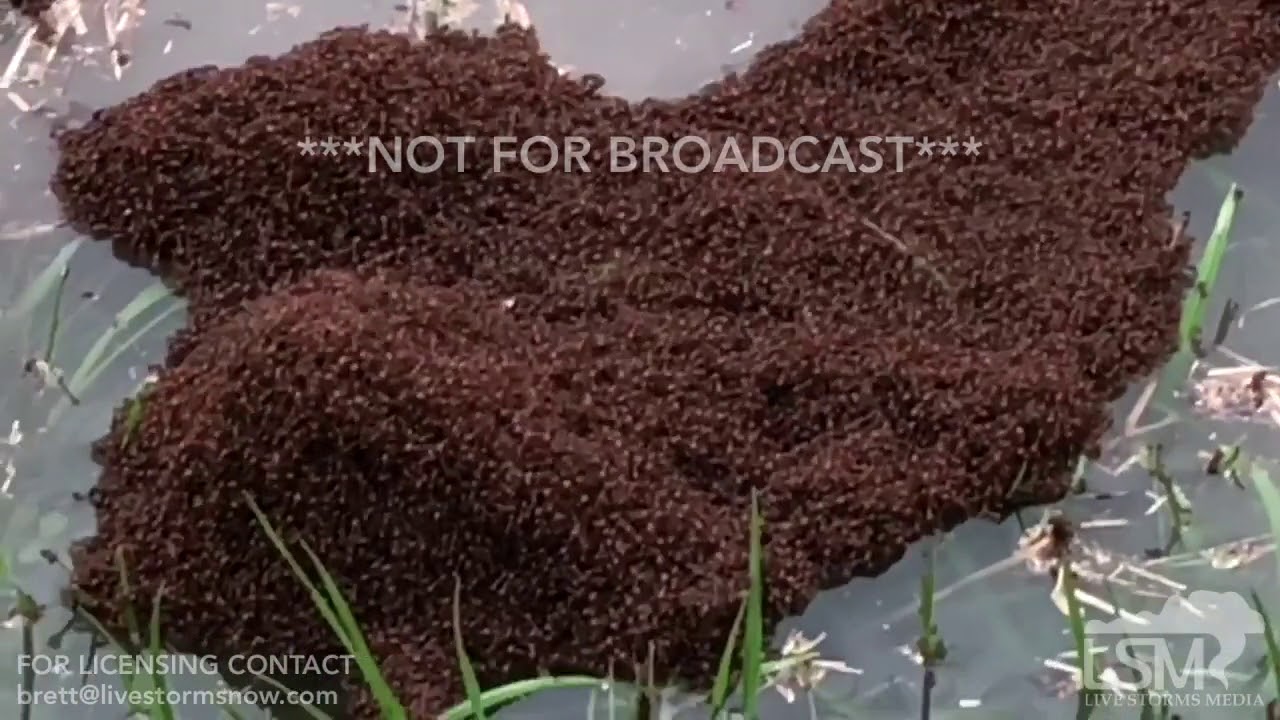 02-28-2018 Arkansas - Flooding and Ants - YouTube