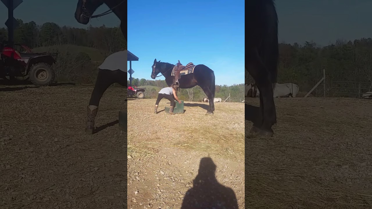 PERCHERON STANDARDBRED CROSS GELDING stands Beginner friendly also ...