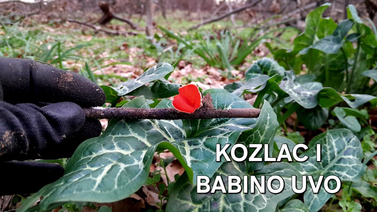 KOZLAC! "LEK PROTIV RAKA"?!? KAKO PRONACI KAKO RAZLIKOVATI VRSTE?! KAKO ...