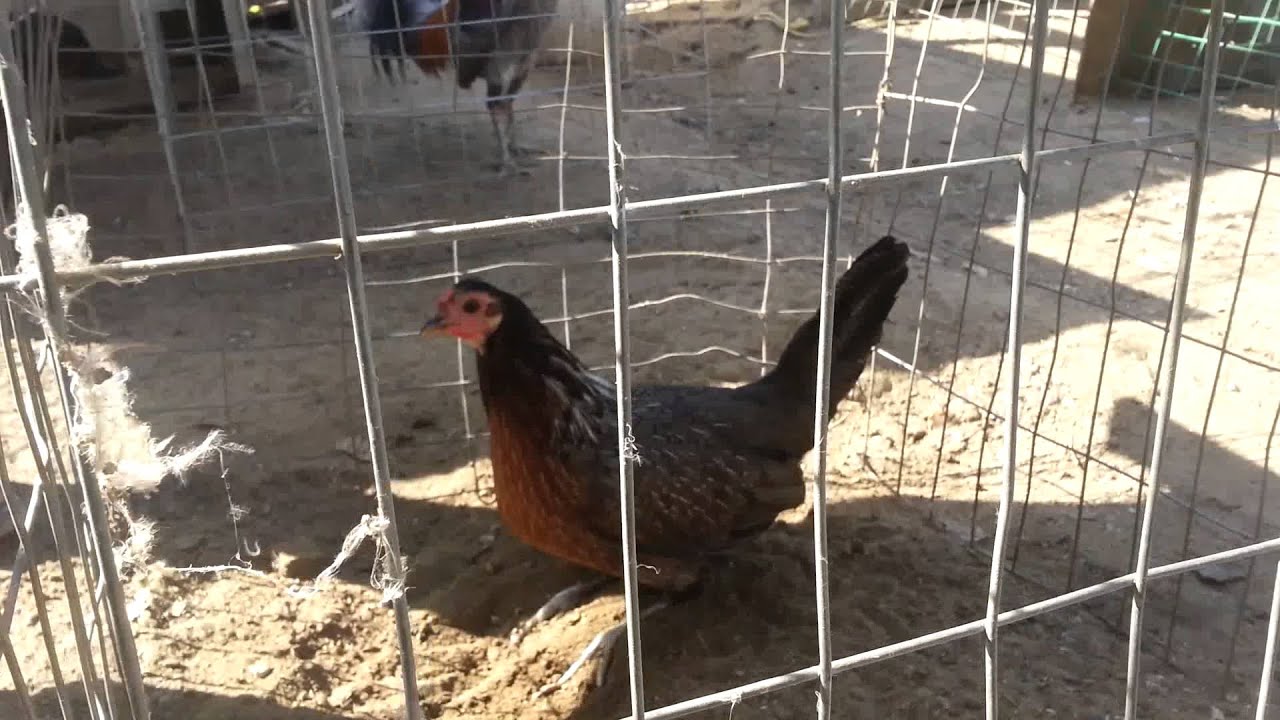 Gavilan hatch hen - YouTube