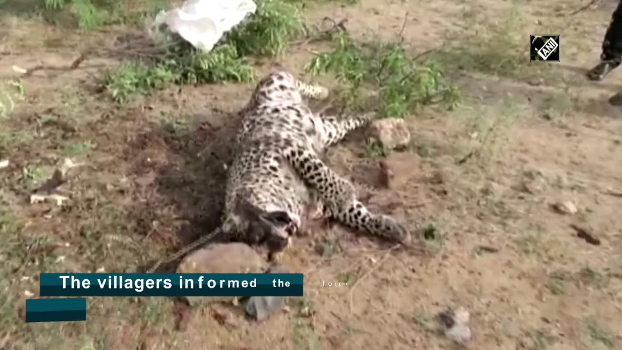Dead body of leopard found in AP’s Ananthapuramu - YouTube