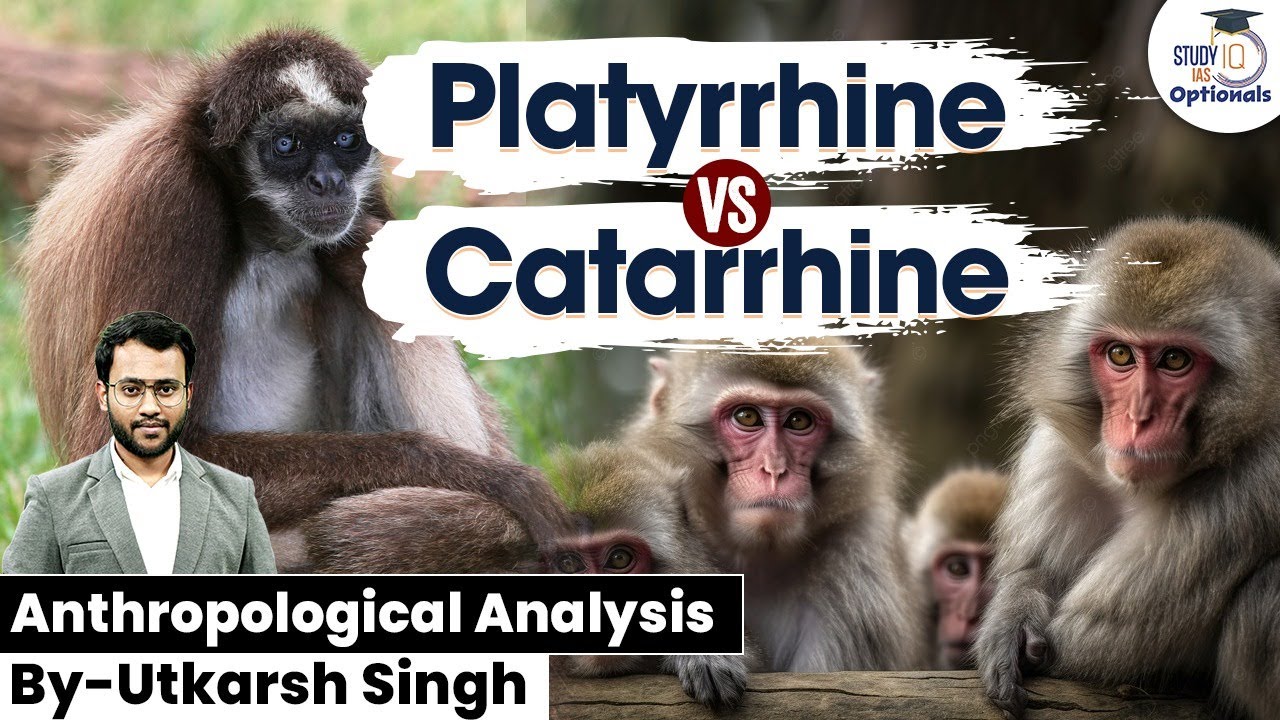 Platyrrhine Vs Catarrhine : A 15- Minute Insight By Utkarsh Singh ...