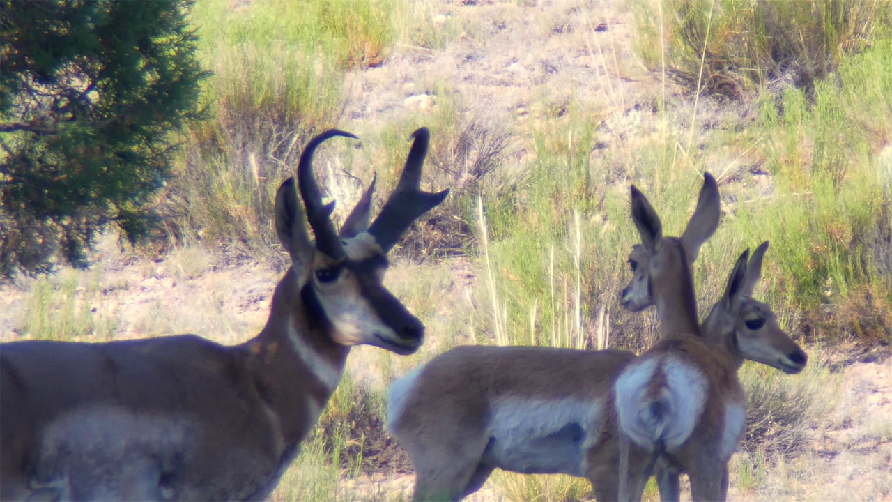 Test Your Pronghorn Field Judging Skills - Buck 1 - YouTube