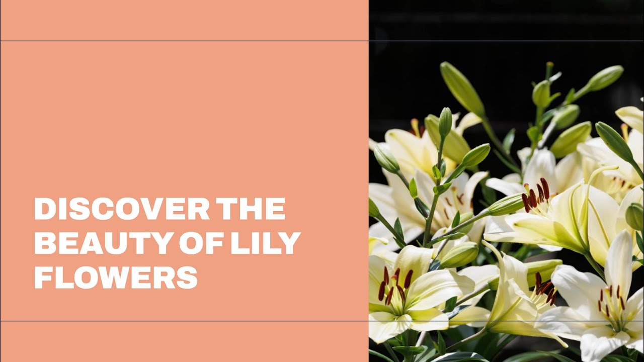 What Is A Lily Flower - YouTube
