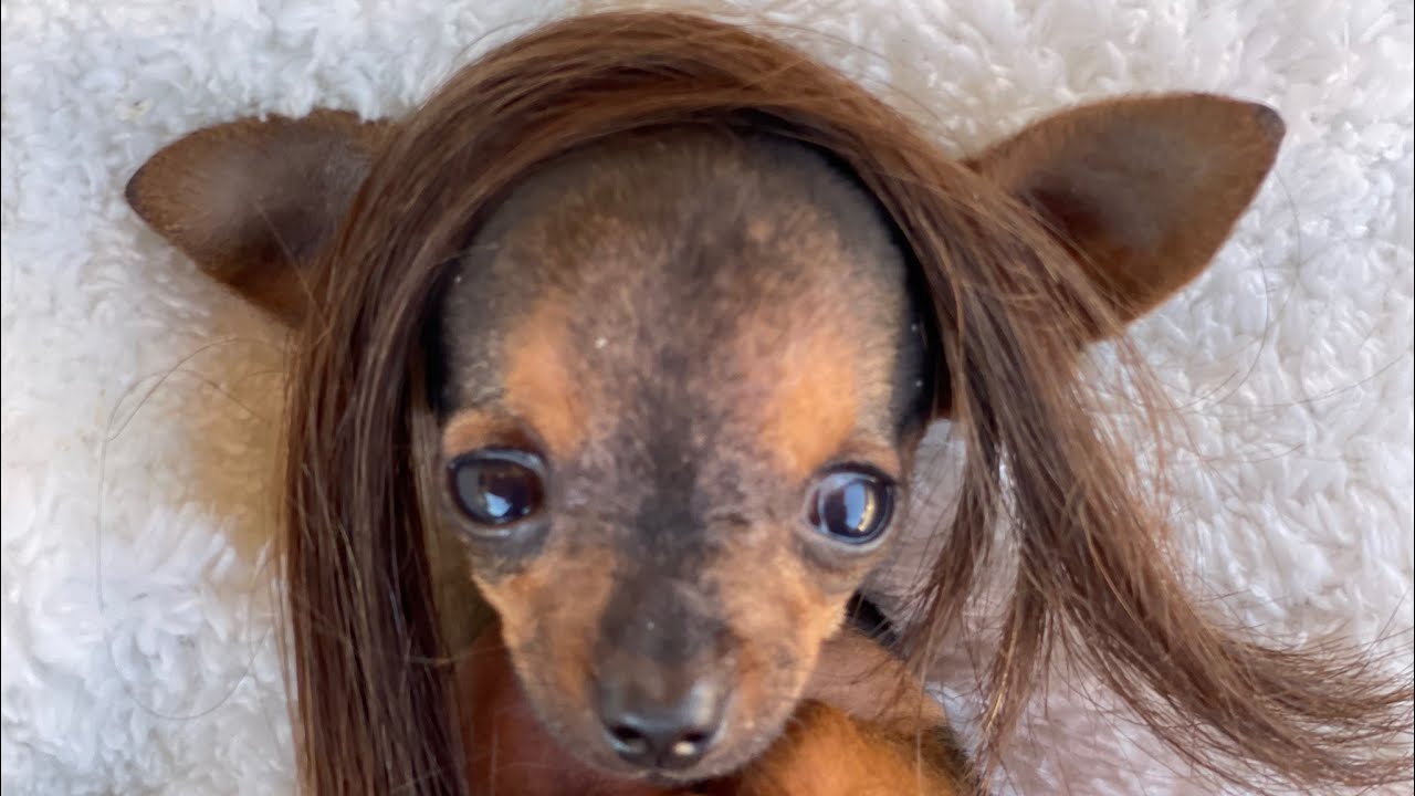 PILILIU APARECEU DE VISUAL NOVO | PINSCHER FILHOTES - YouTube