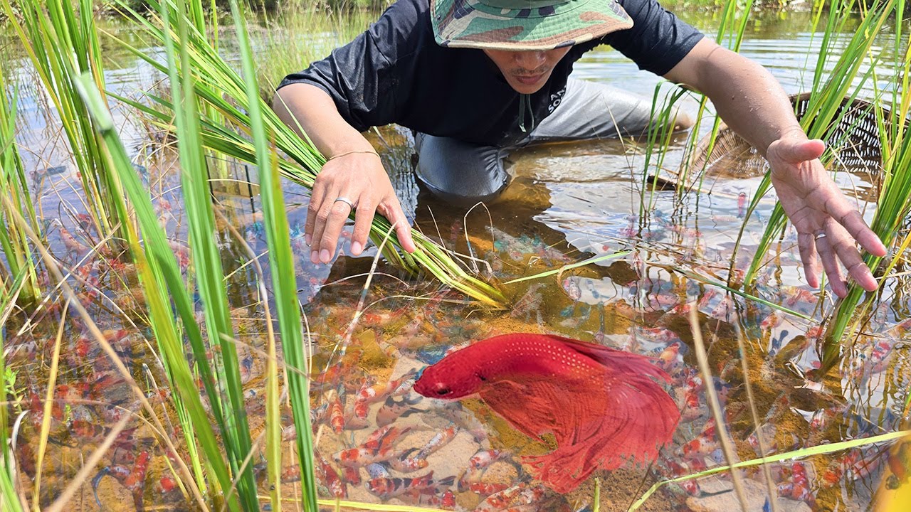 Lovely and color full halfmoon betta fish were caught by lucky man in ...