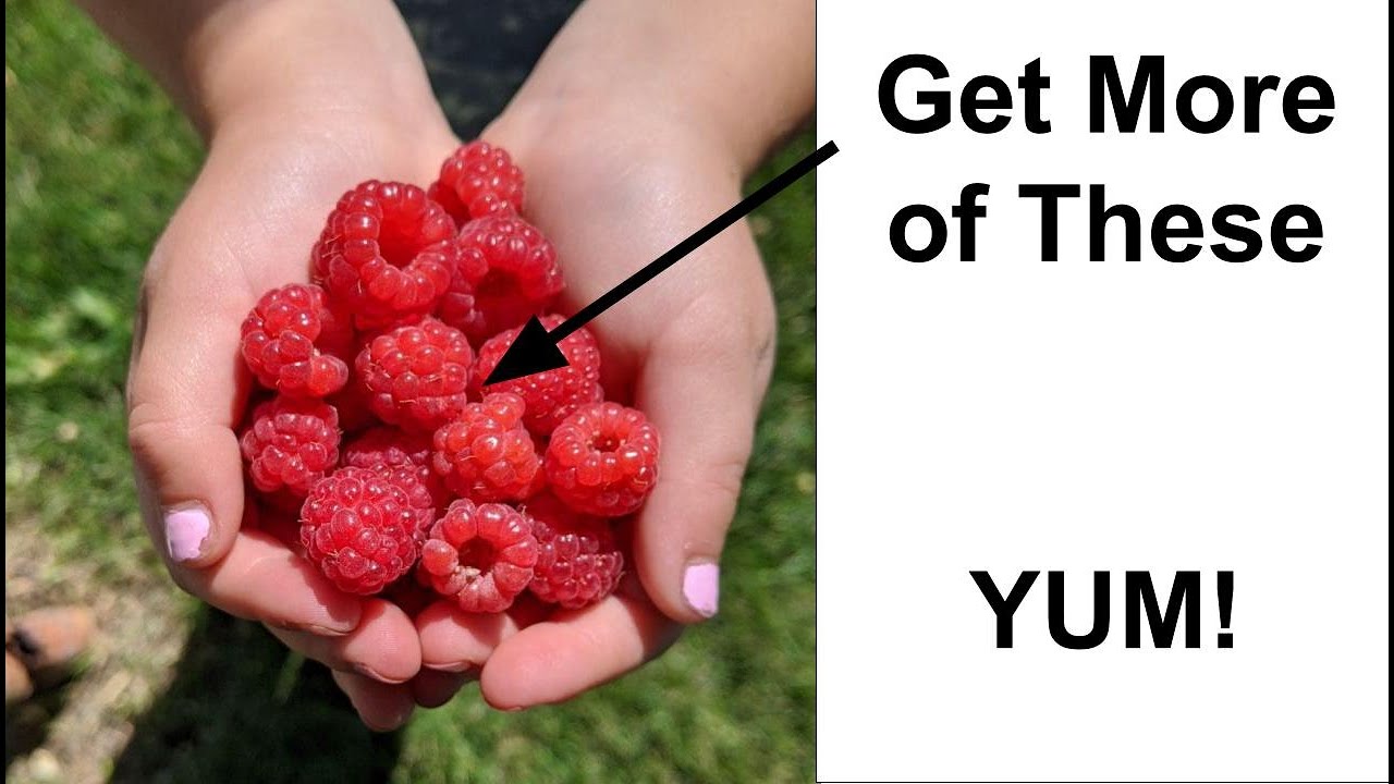 Raspberry Patch Pruning Demo - YouTube