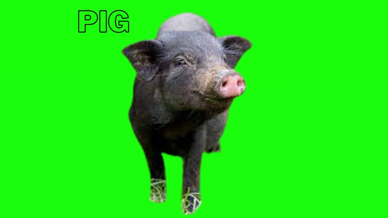 pig green screen video || CARTOON GREEN SCREEN|| - YouTube