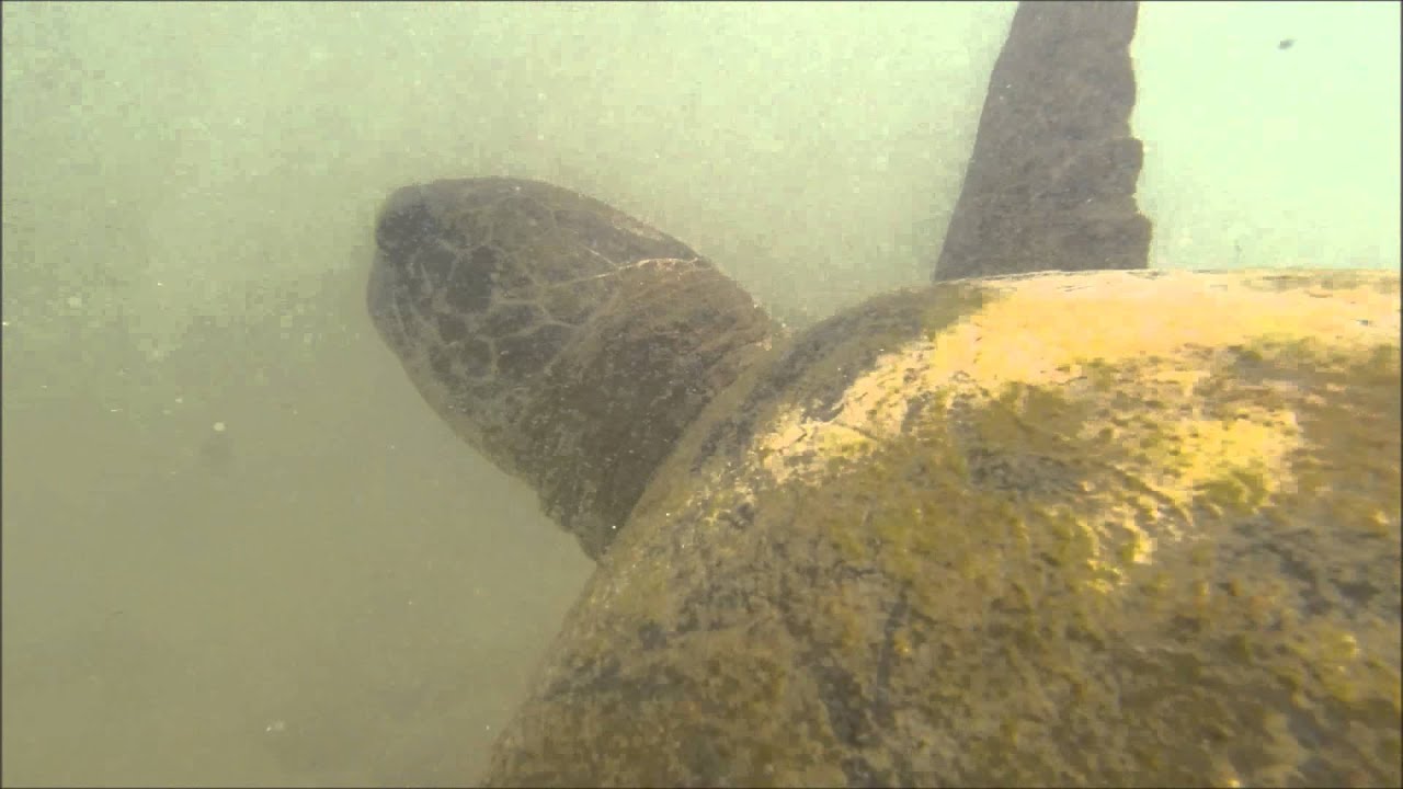 kilpkonnad - YouTube