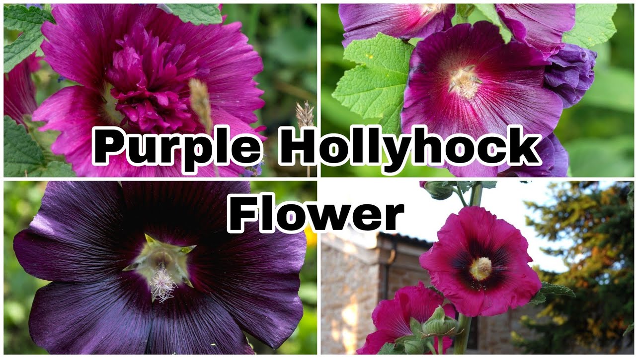 10 Different Type of Purple Hollyhock Varieties - YouTube
