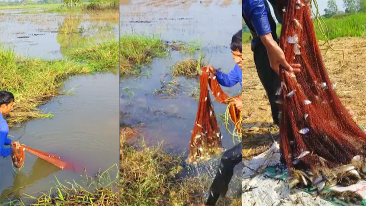 Fishing Videos - Unbelievable Cast Net। Catching Lot of fish by cast ...
